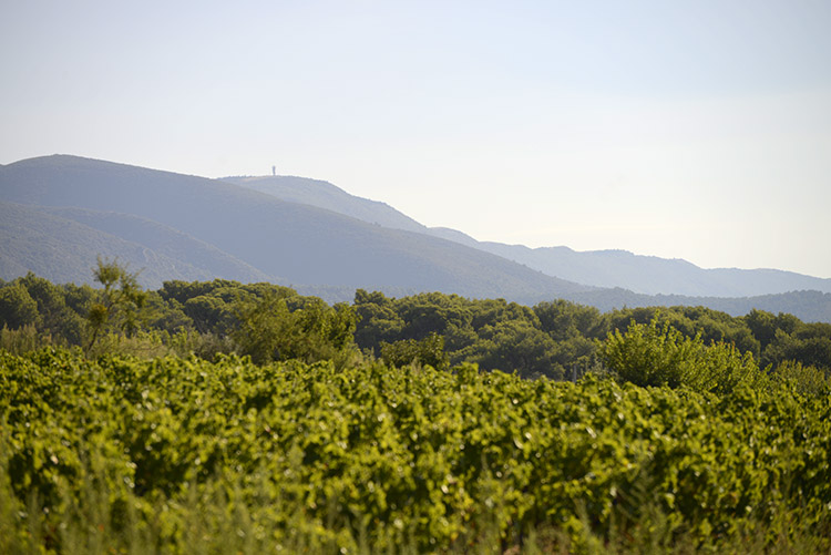 Février 2017 : un Lubéron rouge, Les Terres de Maslauris 2015 - Claire ...