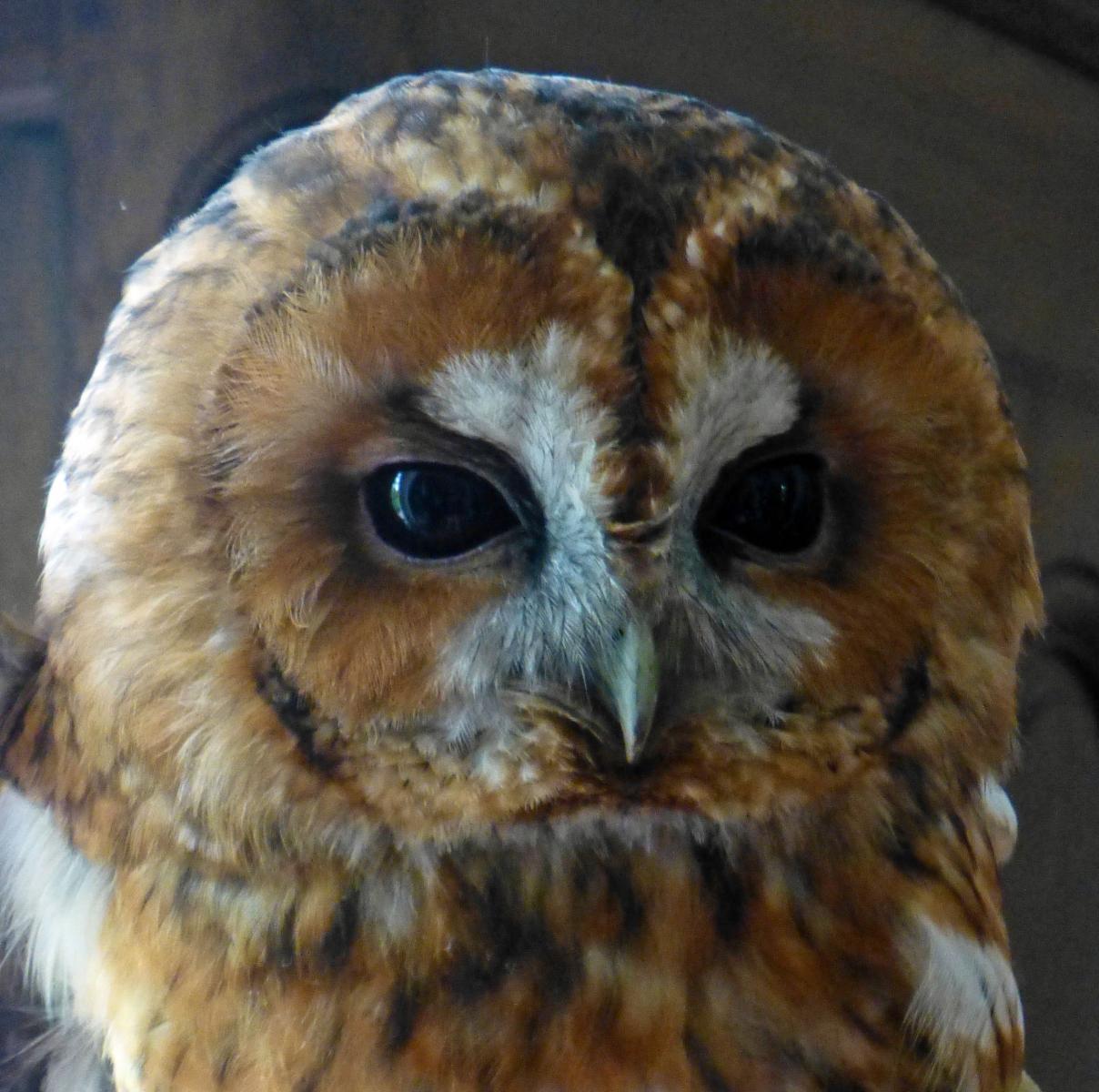 La chouette hulotte aux Editions Delachaux et Niestlé - Claire en ...